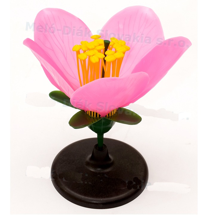 Broskyňový kvetinový model - Ing. Juraj Halama- Učebné pomôcky SLOVAKIA ...