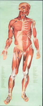 Svaly = predná časť, 220 x 85 cm - Ing. Juraj Halama- Učebné pomôcky ...