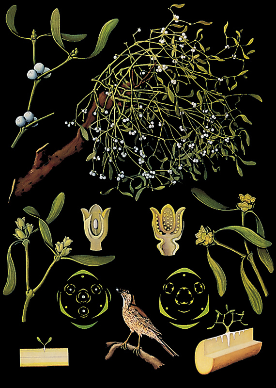 Imelo biele, botanická nástenná tabula - Ing. Juraj Halama- Učebné ...